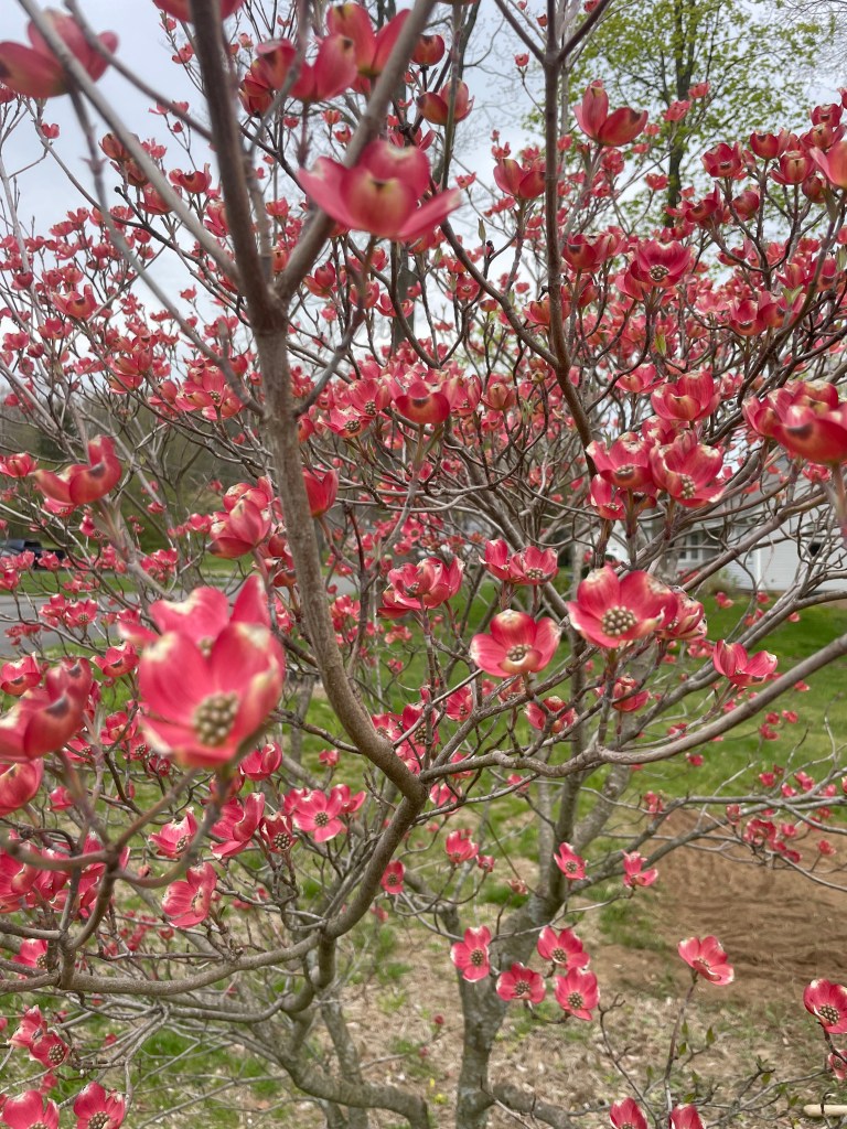 Steady Awareness – Dharma Flower Sangha